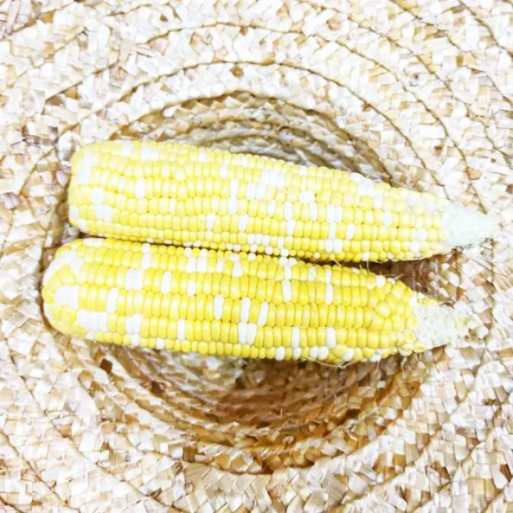 Malaysia Stock 10 pcs benih jagung mutiara bicorn seed plant seed benih ...