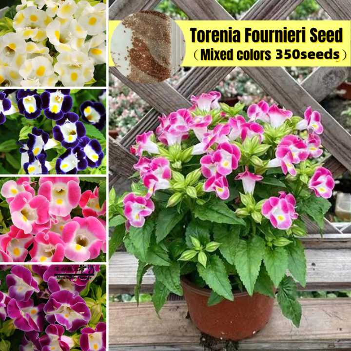 รับประกันสายพันธุ์แท้ 100 % 350 เมล็ด/ซอง Assorted Colours Torenia ...