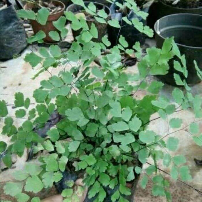 Tanaman hias paku suplir | Lazada Indonesia