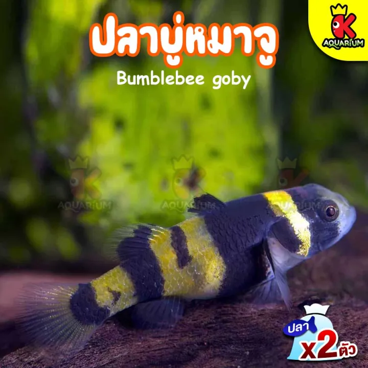 ปลาบู่หมาจู (Bumblebee goby) ไซส์ 2cm (5ตัว) ปลาสวยงาม ตัวเล็กน่ารัก เลี้ยงในตู้ไม้น้ำ (เกรดA ...