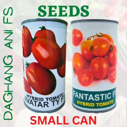 CONDOR TOMATO SEEDS SMALL CAN | Lazada PH