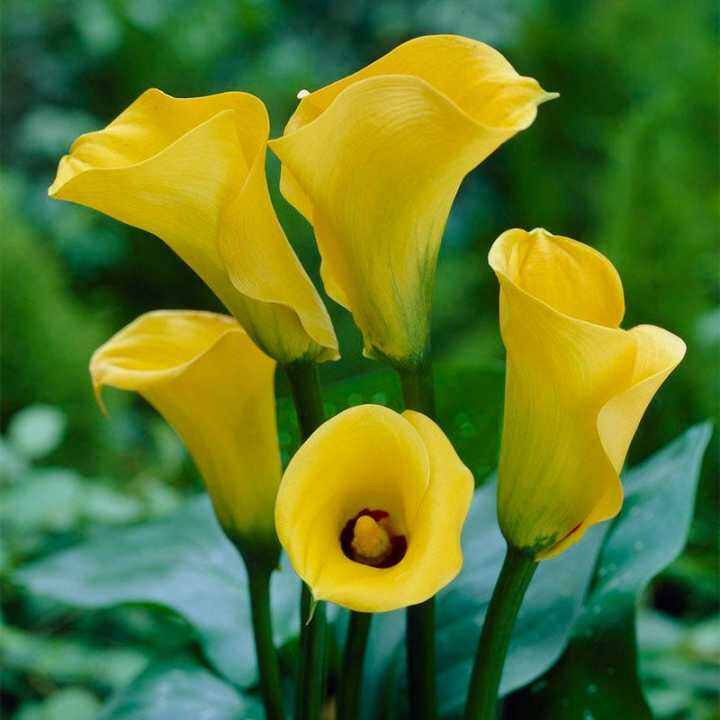 Bunga Yellow Calla Lily/ Kalla Lili Kalla Lily Tanaman hidup kalla lily ...