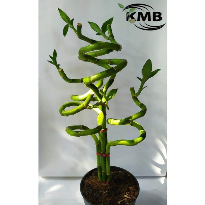Bambu Hoki | Bambu Rejeki | Lucky Bamboo 4 batang + pot | Lazada Indonesia