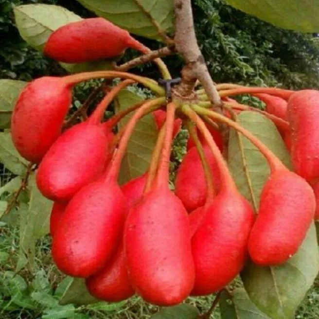 เมล็ดพันธุ์บักผีผ่วน (นมควาย) | Lazada.co.th