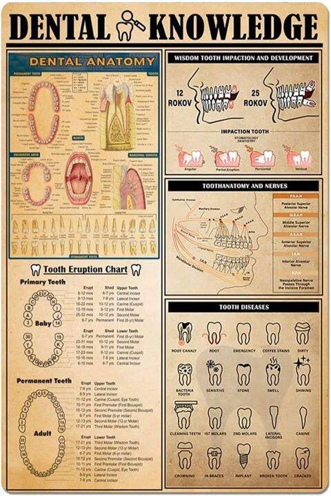Dental Knowledge Canvas Poster Unframed Art Prints Medical Wall Art ...