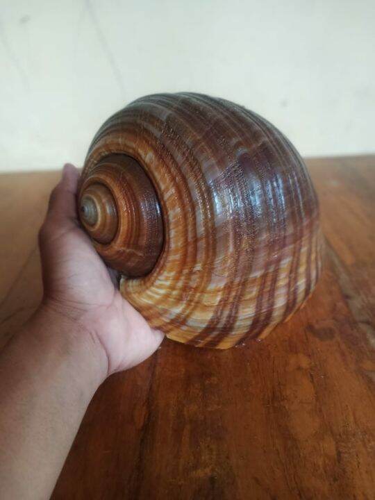 cangkang kelomang | Lazada Indonesia