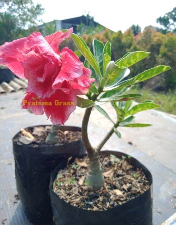 Adenium Bunga Tumpuk - Adenium Kamboja Jepang - Tanaman Hias - Bunga ...