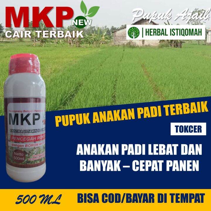 500 ML MKP Cair Plus Pupuk Pengisi Bulir Padi Anakan Padi Lebat dan ...