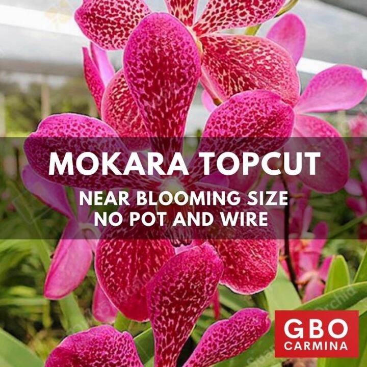 MOKARA TOPCUT VANDA ORCHIDS NO FLOWER | Lazada PH