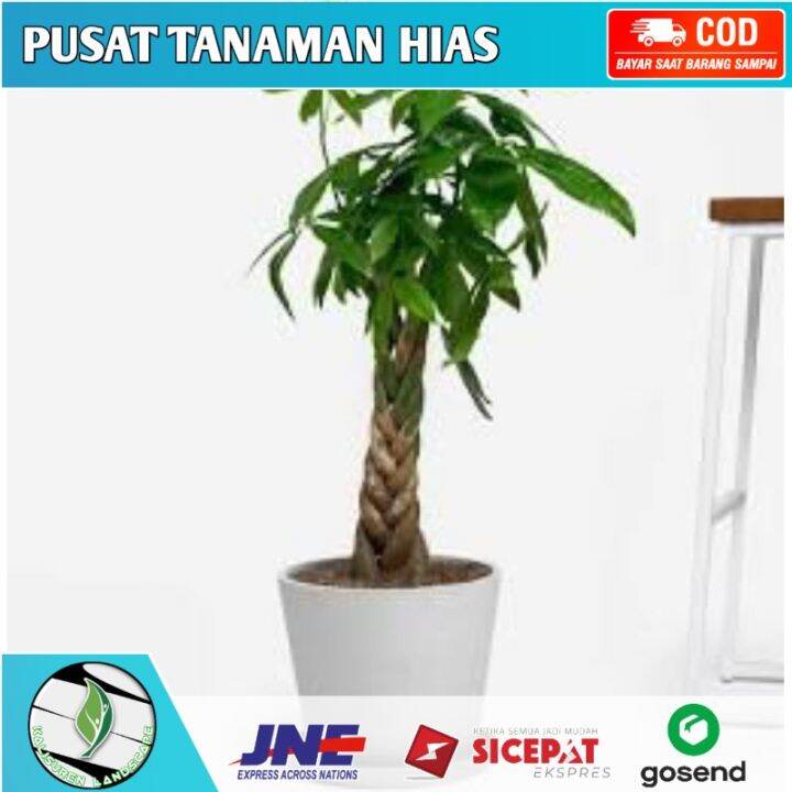 Pachira aquatica Tanaman hias pacira kepang 9 | Lazada Indonesia