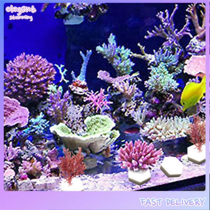 elegantstunning 10 Pcs/set Seawater Coral Frame Breeding Ceramic Base ...