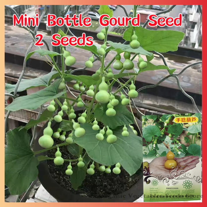 2 Seeds High Yield Ornamental Mini Bottle Gourd Seeds for Planting ...