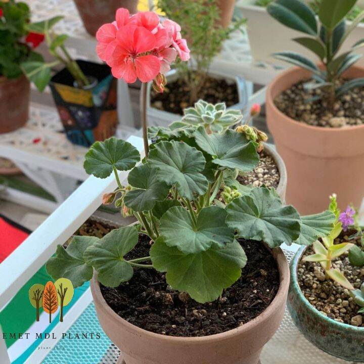 TANAMAN GERANIUM HIDUP TANAMAN BUNGA GERANIUM TANAMAN GANTUNG GERANIUM ...