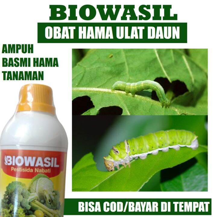 PESTISIDA ORGANIK INSEKTISIDA BIOWASIL - BASMI TUNTAS ULAT BUAH DAN ...
