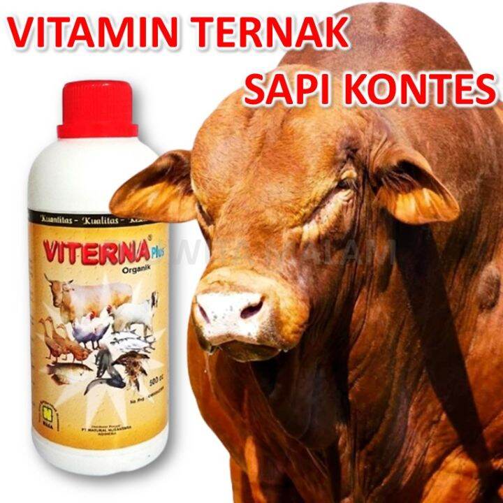 VITAMIN TERNAK SAPI KONTES / NUTRTISI MINERAL UNTUK HEWAN TERNAK SAPI ...