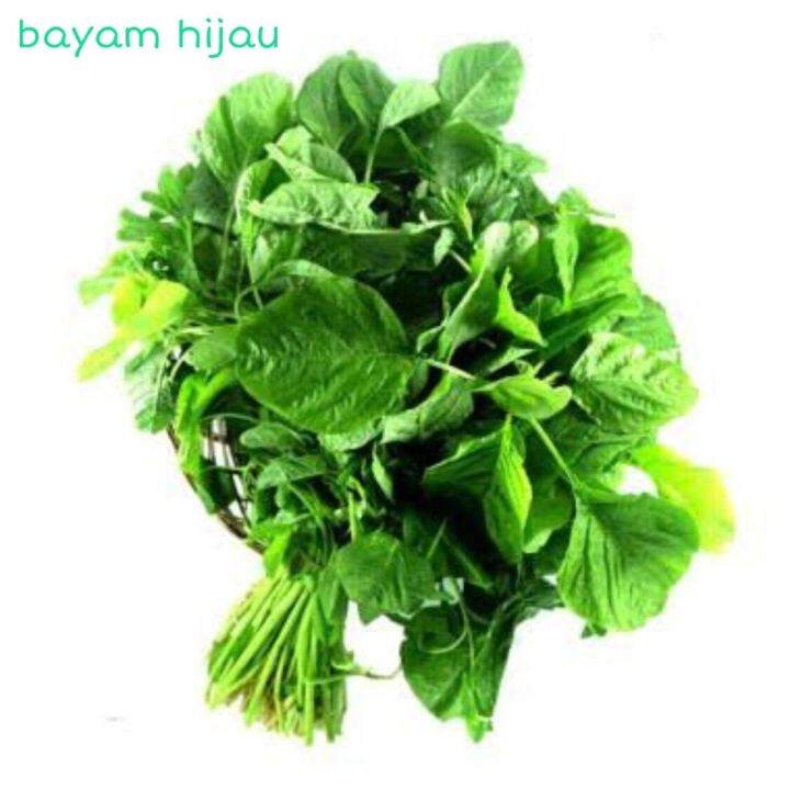 Bayam Hijau 500 Benih Bayam Hijau / Biji Bayam Hijau / Bibit Sayuran ...