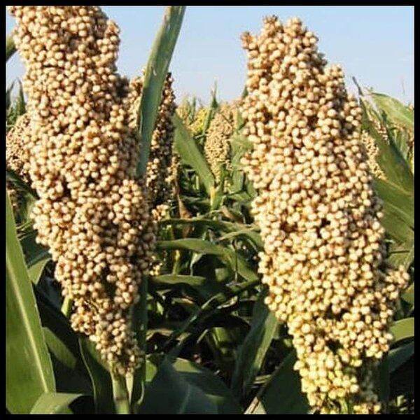Kedai 5 Gram Benih Biji Jagung Cantel Putih Jagong Tinggi White Sorghum ...