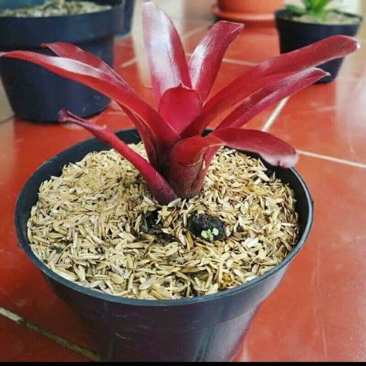 tanaman hias bromelia pakis merah mini - bromeliad pakis mini | Lazada ...