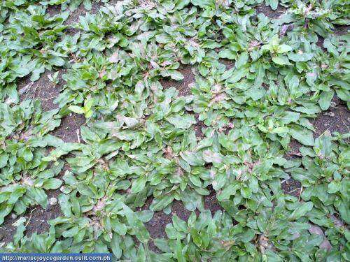 Frog Grass Live Plant (10 square foot) Best for Landscaping, Softscape ...