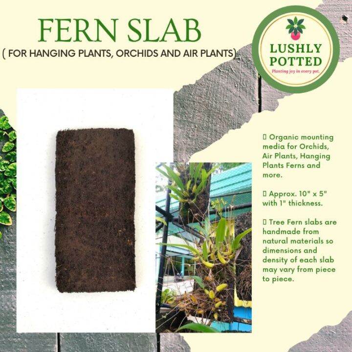 FERN SLAB in 2 sizes 4 x 9.5 and 5 x 12 inches (For Hanging plants ...