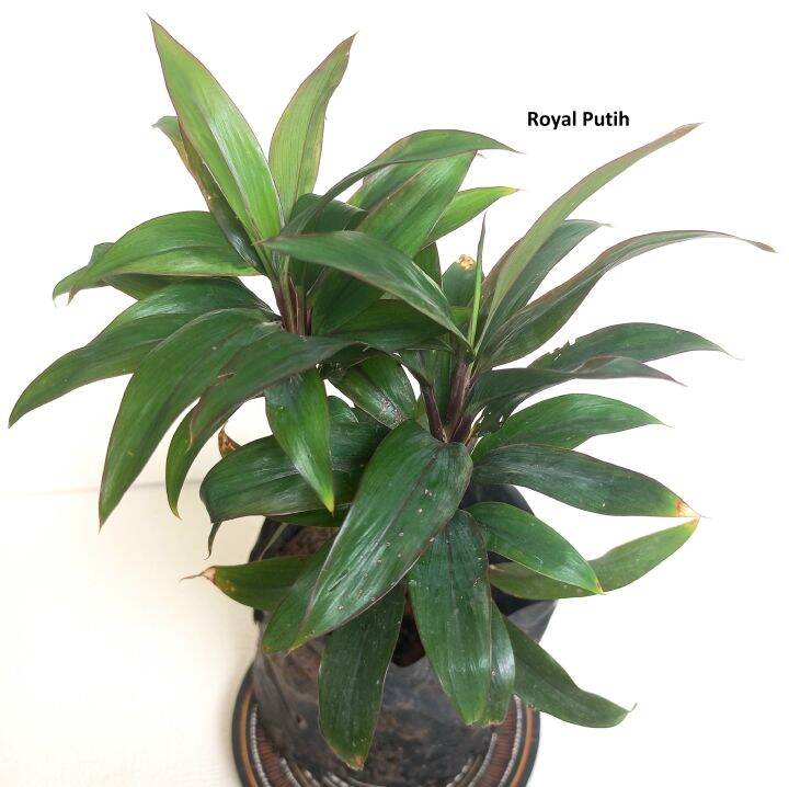 TANAMAN HIAS HANJUANG KEMOCENG DAUN MENGKILAT | Lazada Indonesia