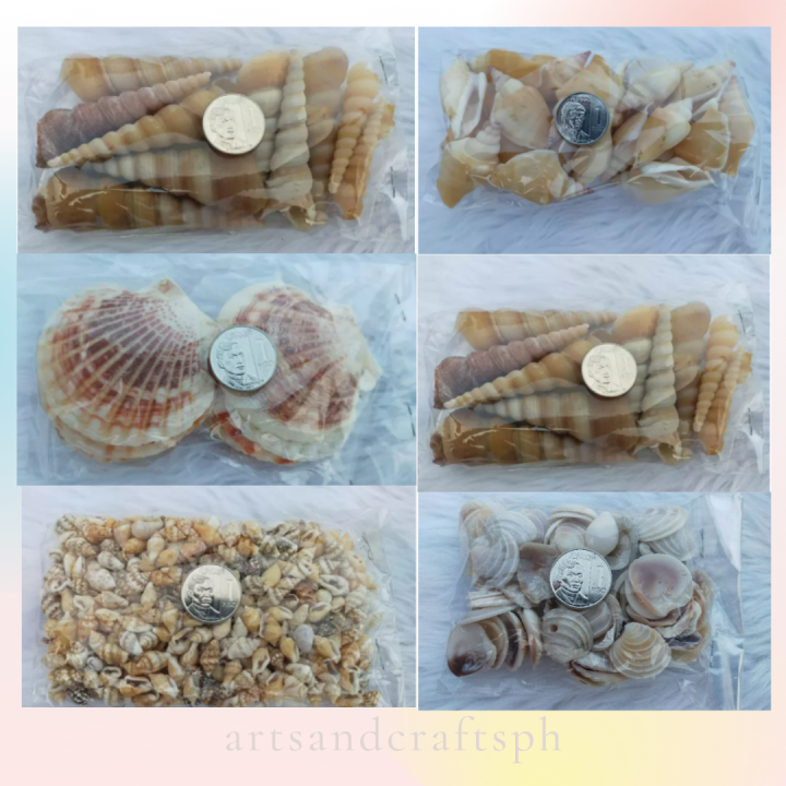 The Timeless Crafts Decorative Sea Shells for DIY Projects & Aquarium ...