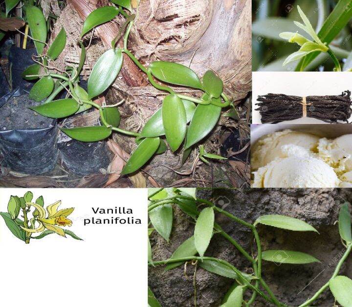 MM- Vanilla Plant Sapling / Anak Pokok Vanila | Lazada