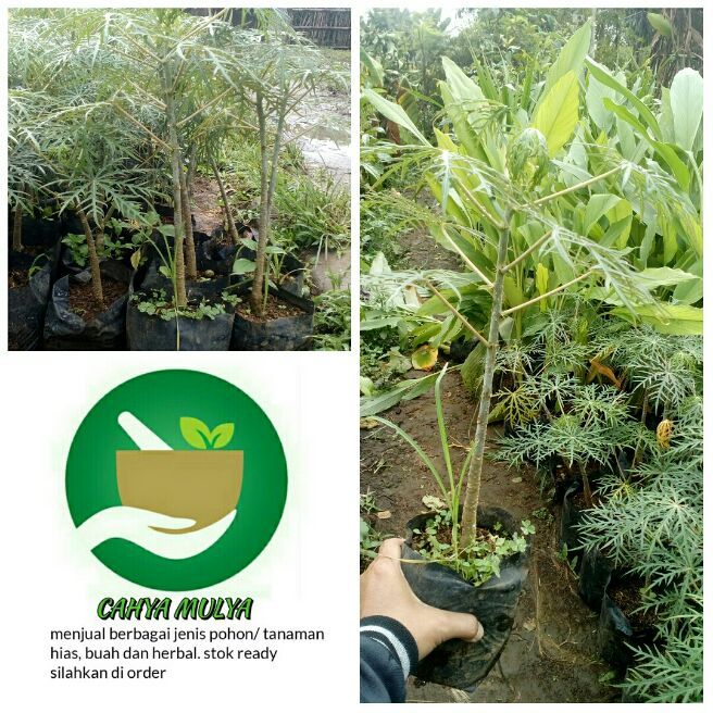 bibit pohon tanaman yodium- tanaman Betadine - obat luka - herbal alami ...