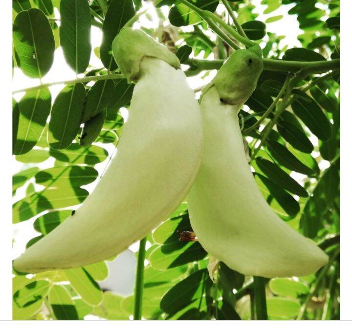 Actual Photo White Katuray Flower Seeds with extra seed | Lazada PH