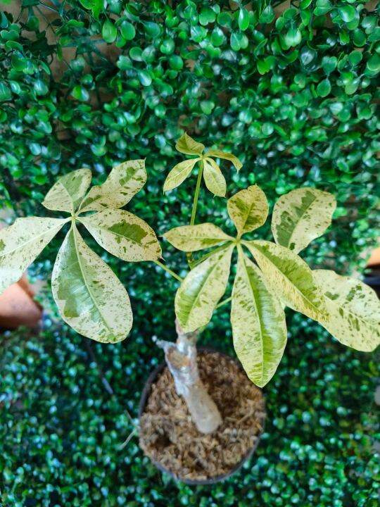 Variegated Money Tree/Pachira Aquatica Money Tree Variegata Plants ...