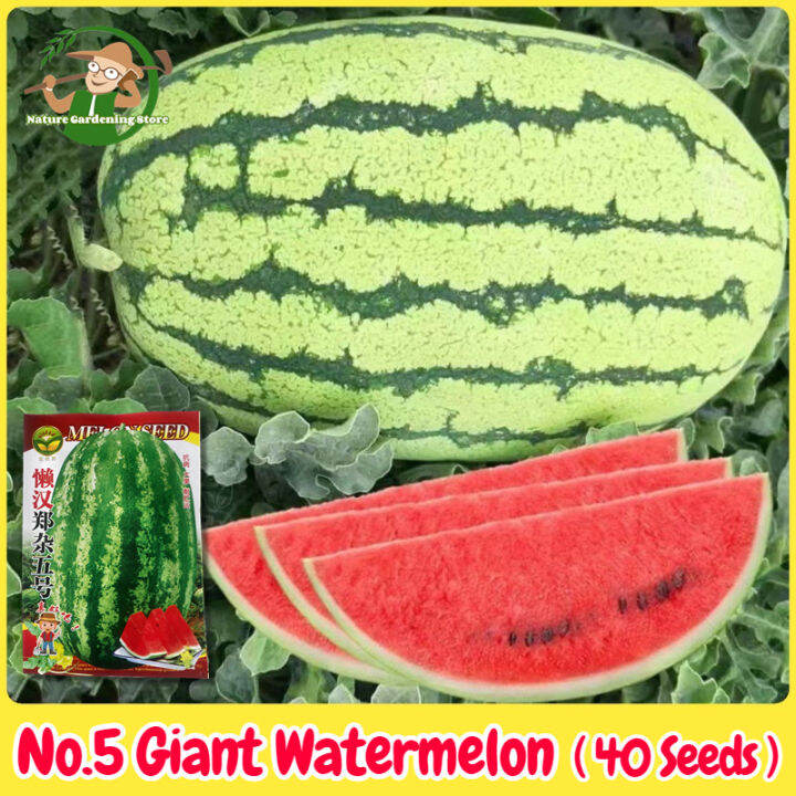 Biji Benih Tembikai Giant Watermelon Seeds for Planting (40 Seeds ...