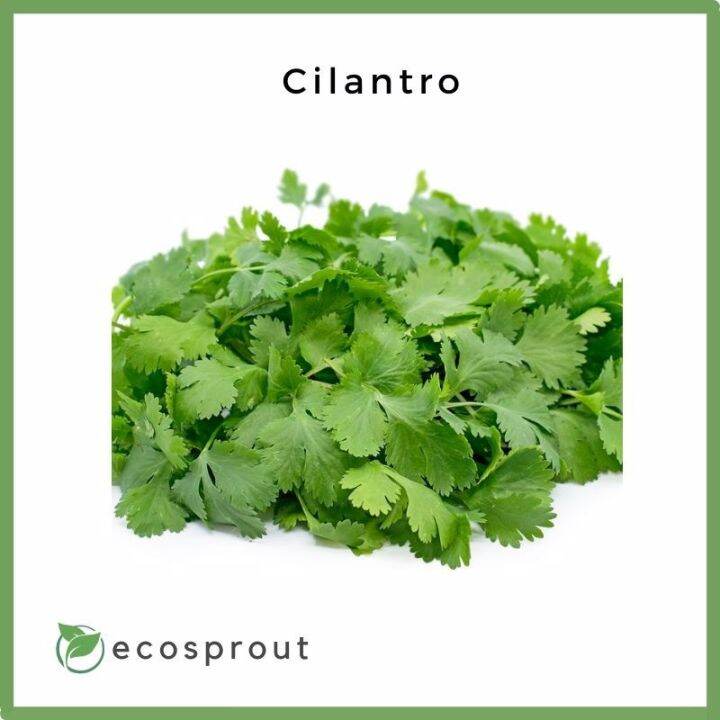 Cilantro Coriander 50g Vegetables Fruits Groceries | Lazada PH