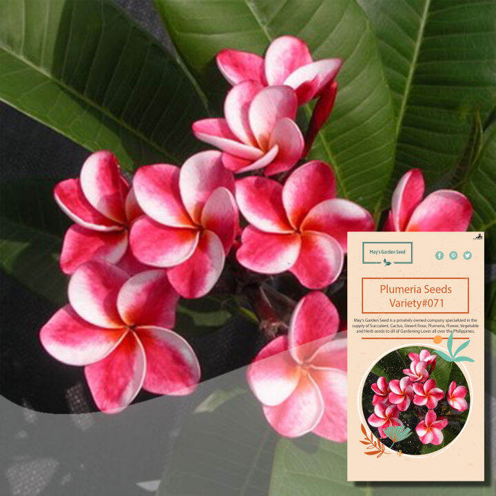 Red Stripe Color Kalachuchi Seeds, Plumeria (It's a seed, not a plant ...
