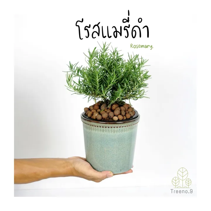 Treeno.9 T163 โรสแมร์รี่สีดำ (Primed Rosemary) ราคาสุดพิเศษ หลงรักกลิ่น ...
