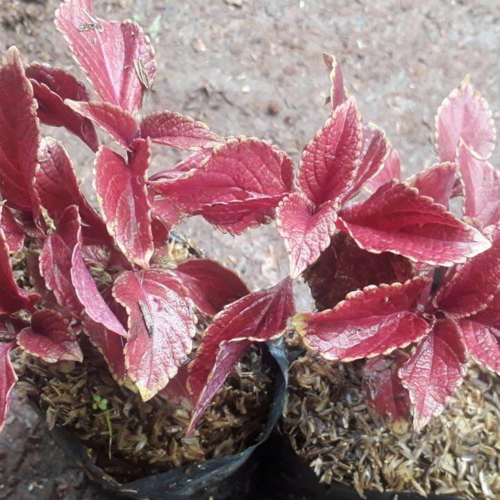 Tanaman Hias Miana Merah / Iler Coleus Atropurpureus | Lazada Indonesia