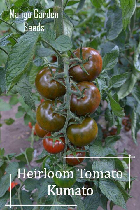 *Very Rare* Heirloom Kumato Tomato Seeds - 20 Seed *Pot Friendly* Tanam ...