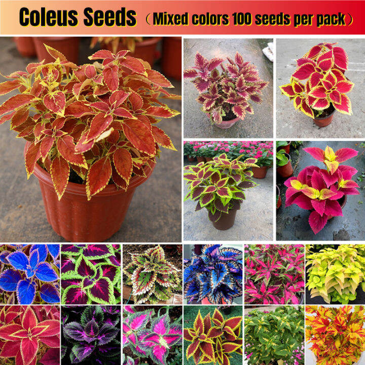 100pcs Rainbow Coleus Seed Bonsai Seed Perilla Blumei Flower Seeds for ...