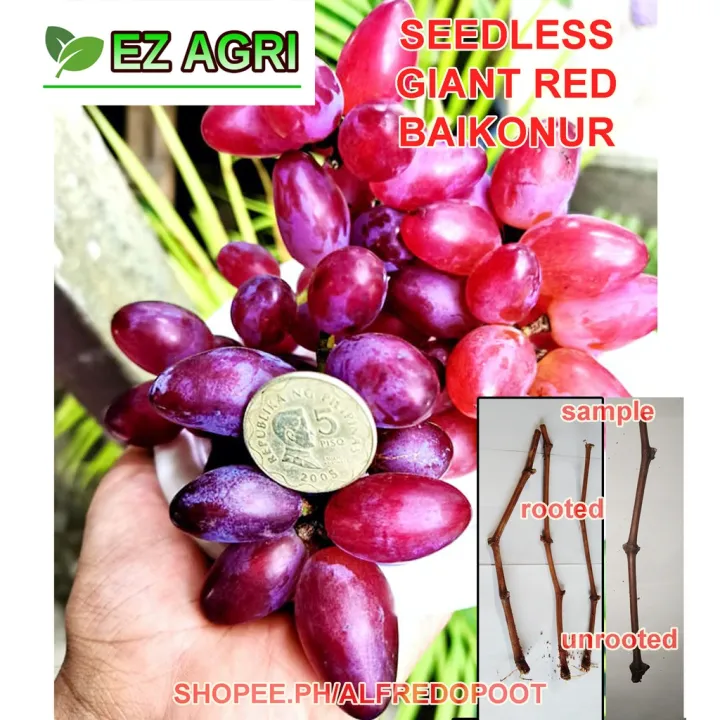 GIANT RED BAIKONUR Grape Cuttings SEEDLESS Fast SHIPPING NEPTUNE ...