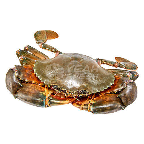 【Pre-order】Alimango Male Approx. 500g | Lazada PH