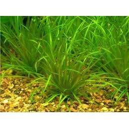 Blyxa Japonica , aubertii rare aquascape plant - lotech aquarium ...