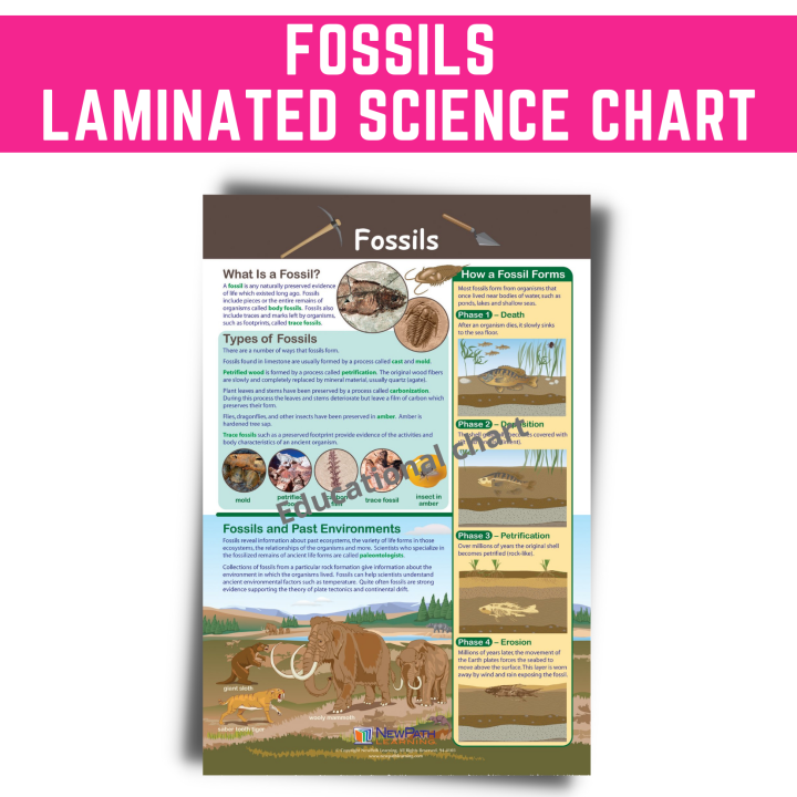FOSSILS POSTERS CHARTS I ALL ABOUT SCIENCE CHARTS, A4 Size Laminated ...