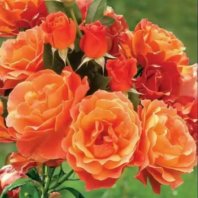 tanaman bunga mawar floribunda orange | Lazada Indonesia