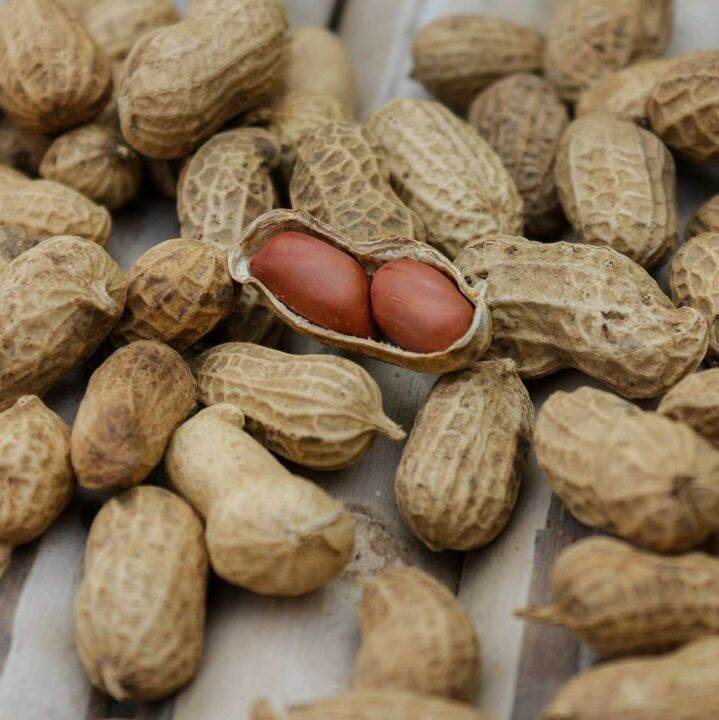 Kacang kulit kacang tanah kulit oven bergizi tinggi protein 1kg ...