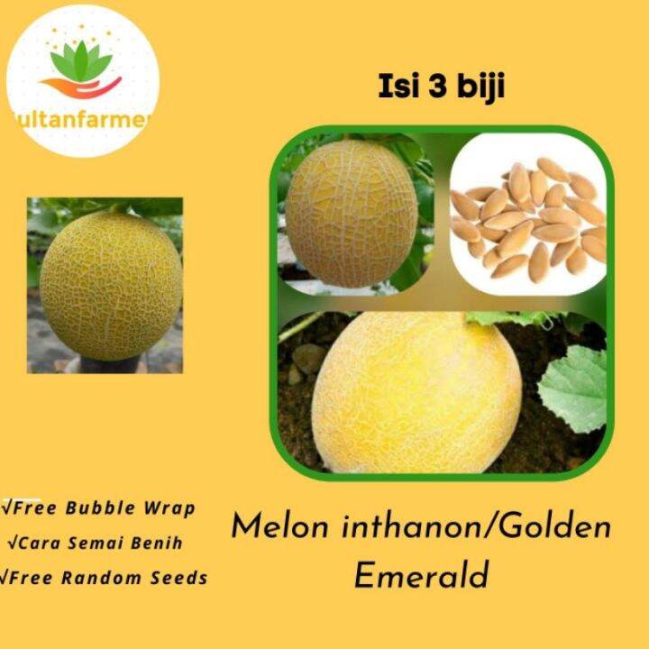 3 Benih Biji Melon Inthanon Sweet Repacking | Lazada Indonesia