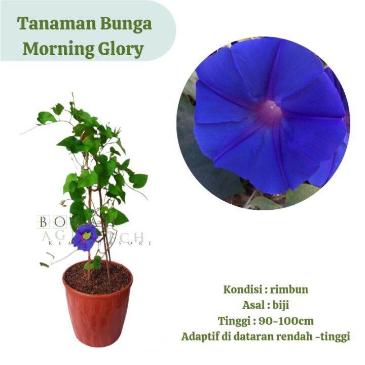 Bbit Tanaman Bunga Morning Glory | Lazada Indonesia