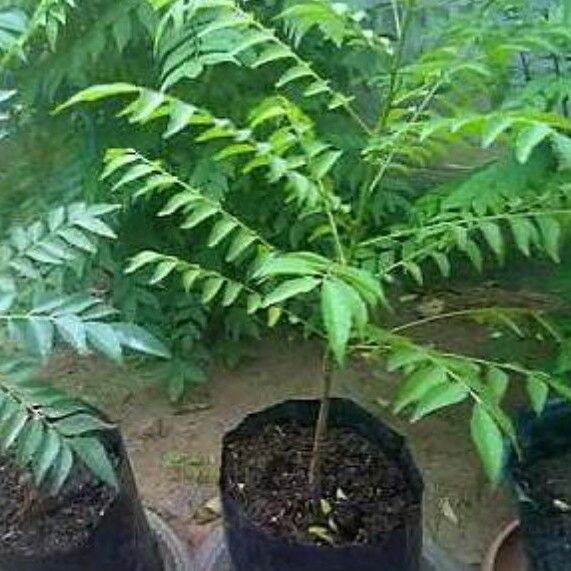 Bibit tanaman daun kari/salam koja/Temurui wild curry leaves | Lazada ...