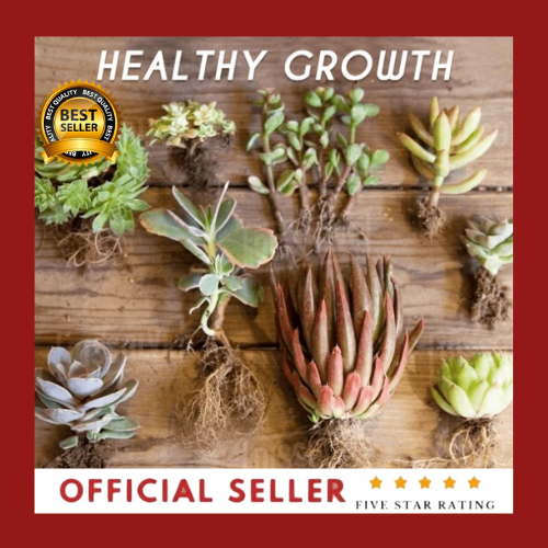 RAPID-GROW ROOTING POWDER (5PCS) Hormone Growing Root Seedling ...