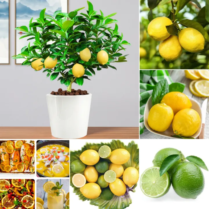 [Fast Delivery] Philippines Ready Stock 20 PCS Lemon Bonsai Lemon Tree Seed Rare Fruit Tree ...
