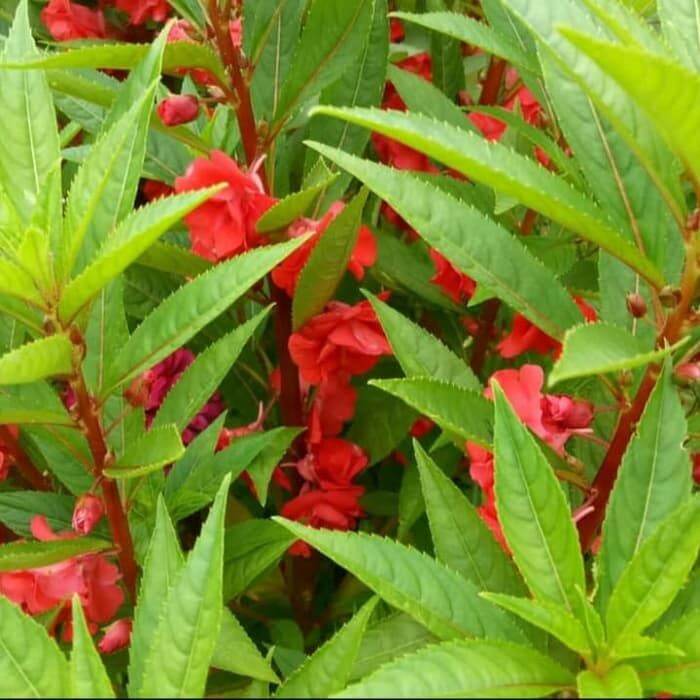 pohon pacar air tanaman bunga pacar kembang pacar | Lazada Indonesia