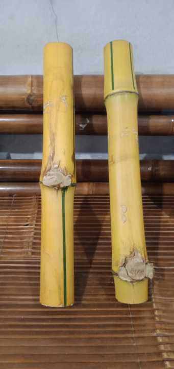 Bambu Kuning Potongan Bukan Bibit | Lazada Indonesia